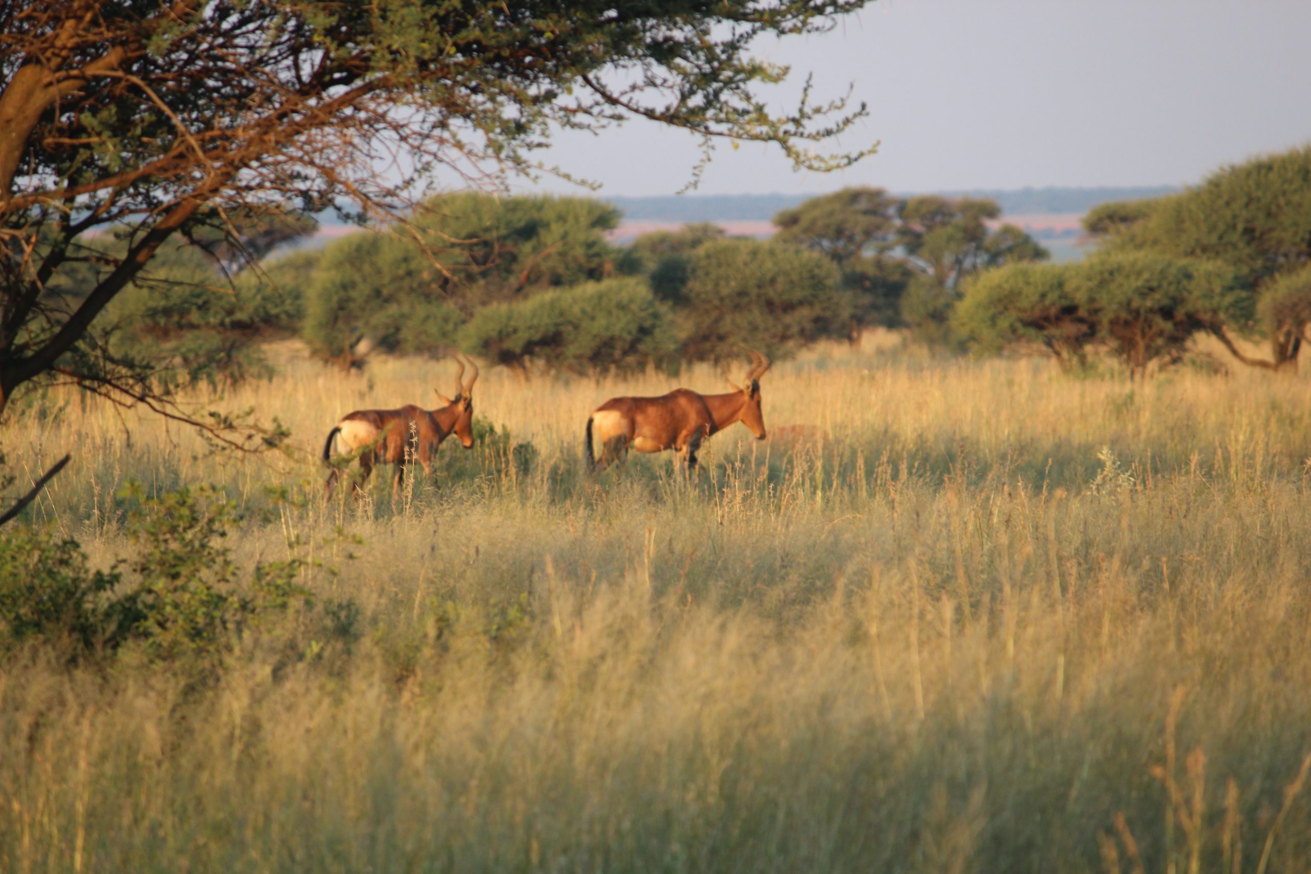 Resorts – Golden Leopard Resorts