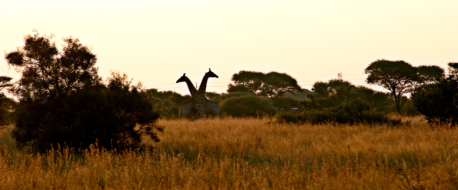 Resorts – Golden Leopard Resorts