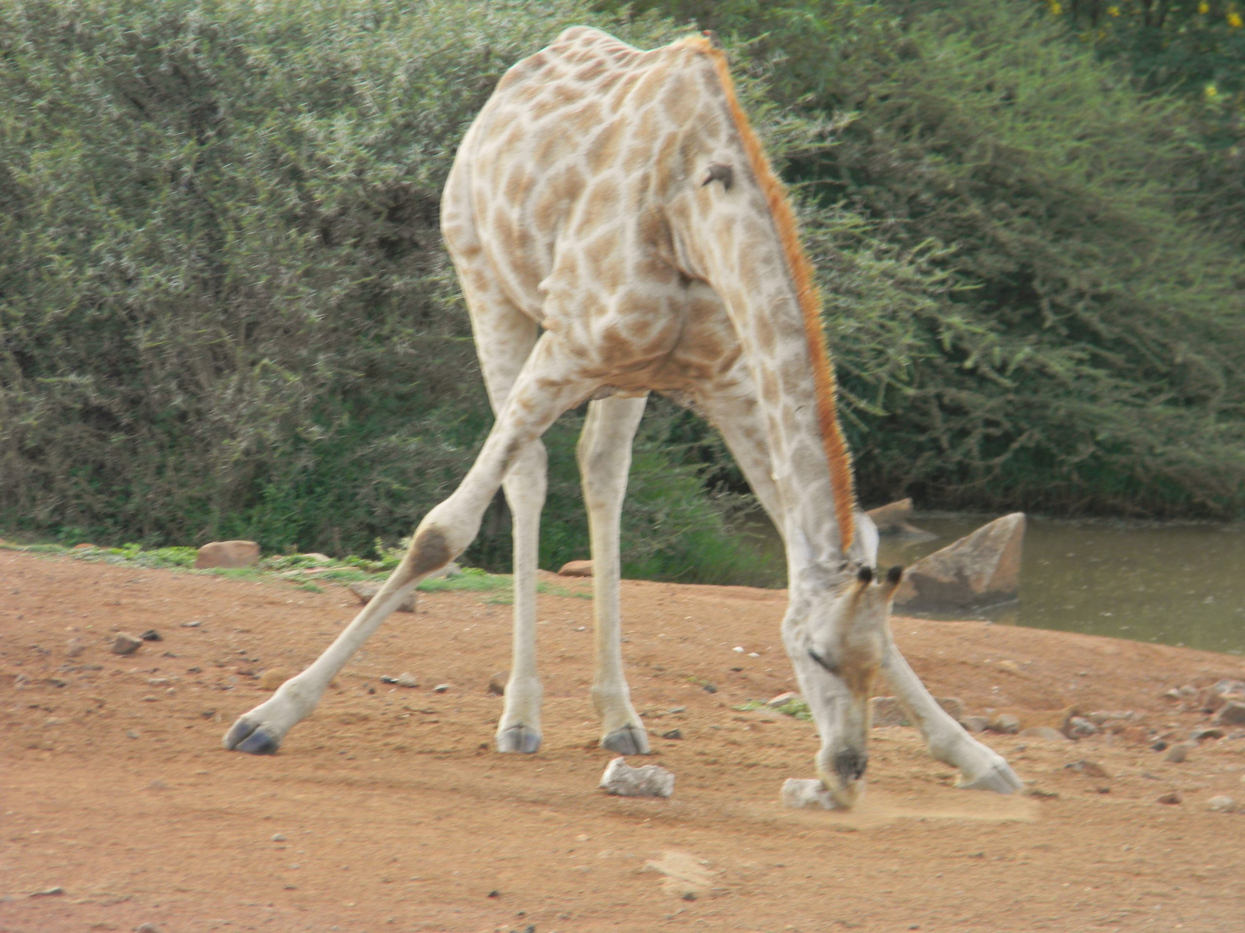 Bakgatla Resort – Golden Leopard Resorts