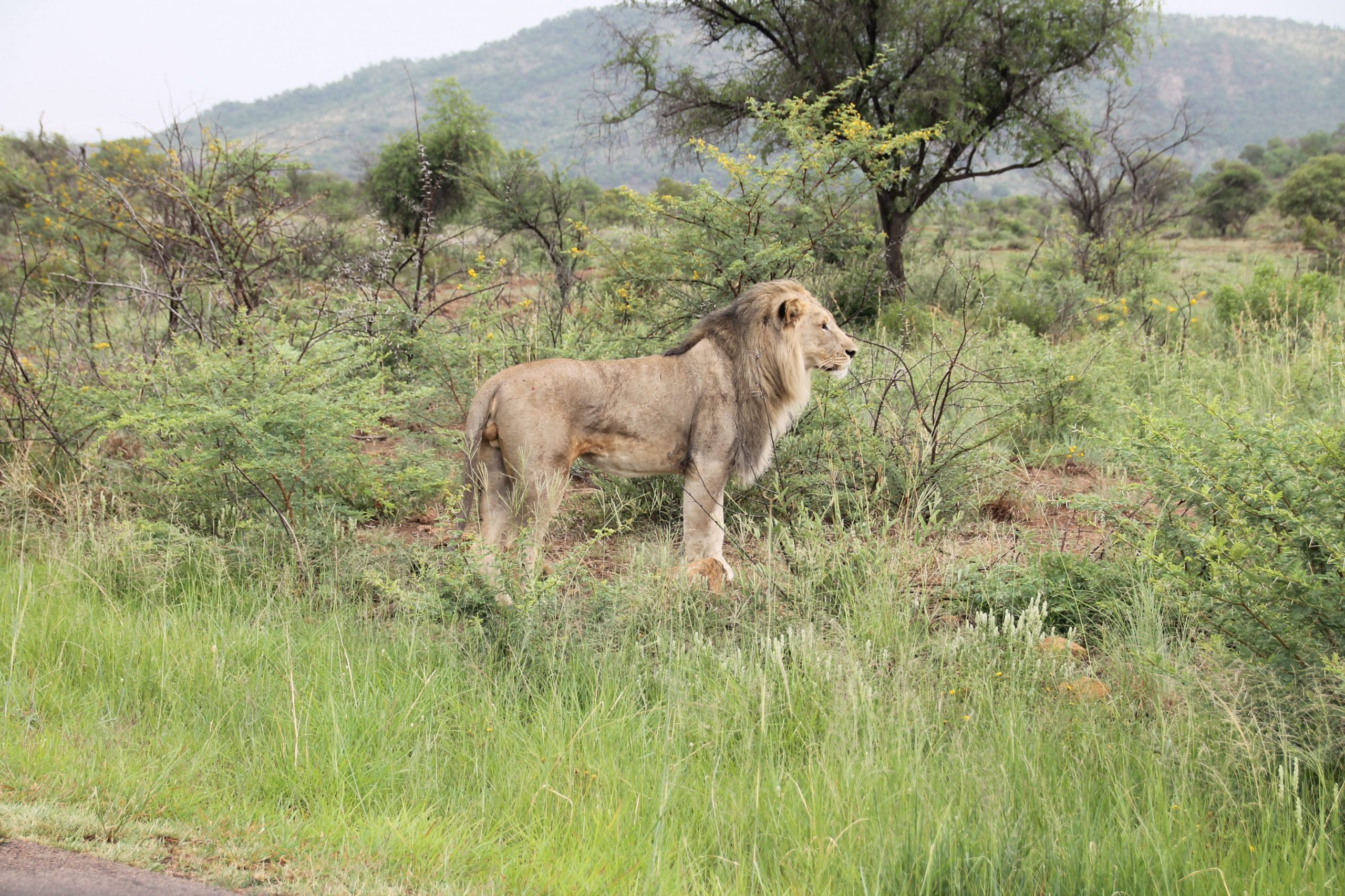 Bakgatla Resort – Golden Leopard Resorts