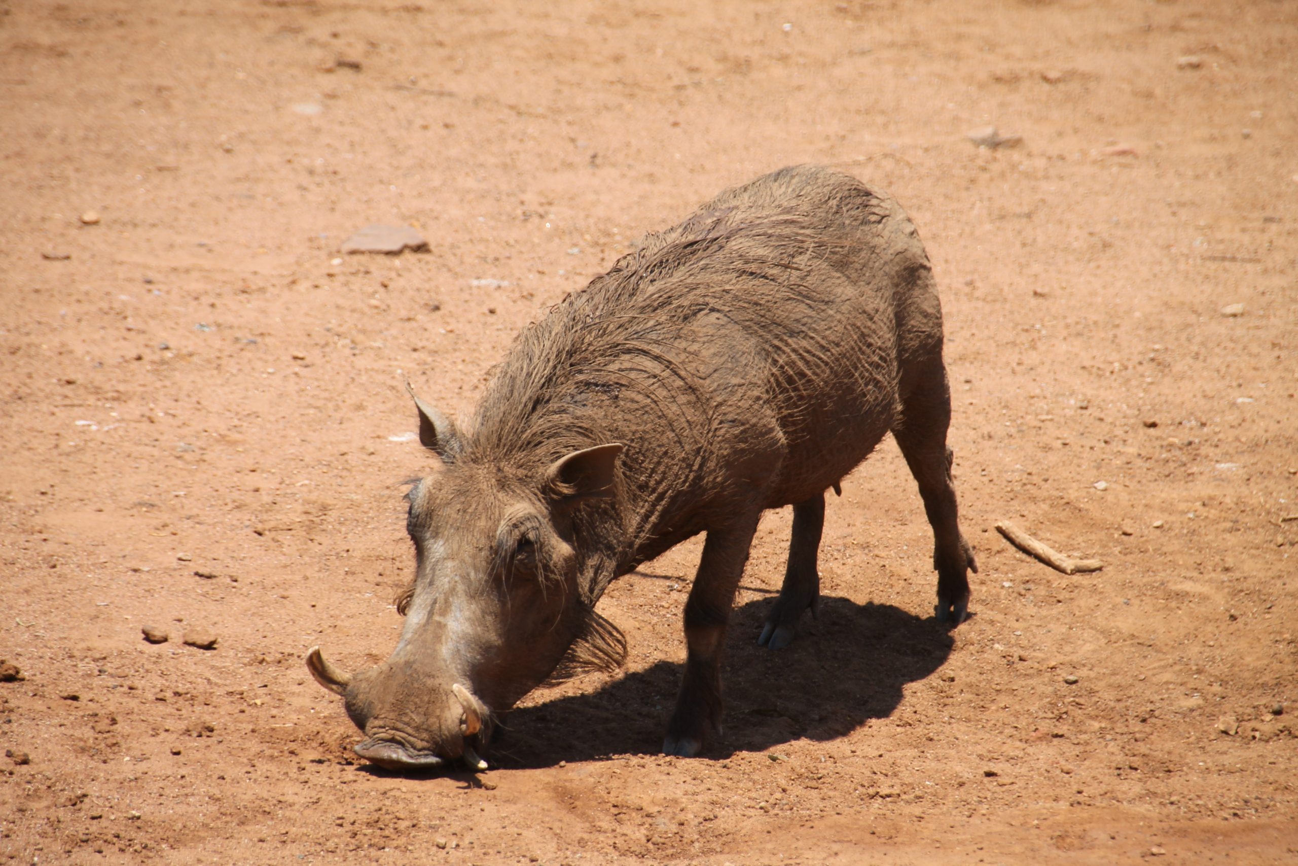 Bakgatla Resort – Golden Leopard Resorts